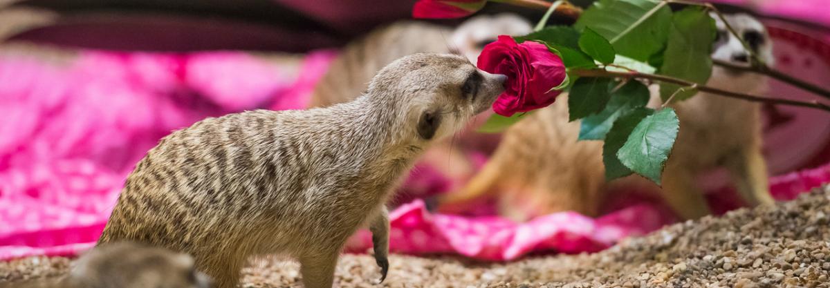 Love at the Zoo | Seattle Area Family Fun Calendar | ParentMap