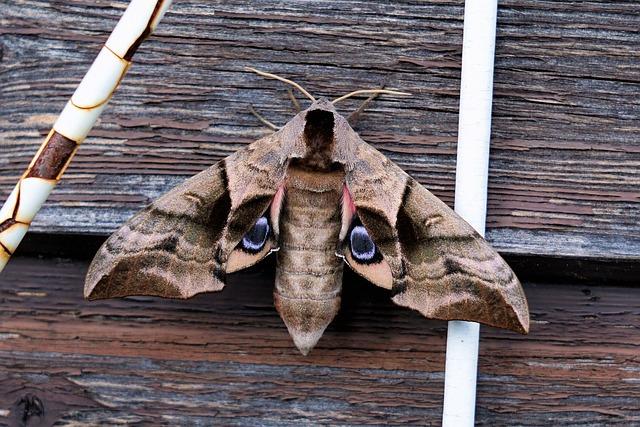 Celebrate National Moth Week at SHADOW | Seattle Area Family Fun ...