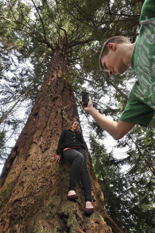 Tacoma Giants: Part 1 Trees of Point Defiance Park | Seattle Area ...