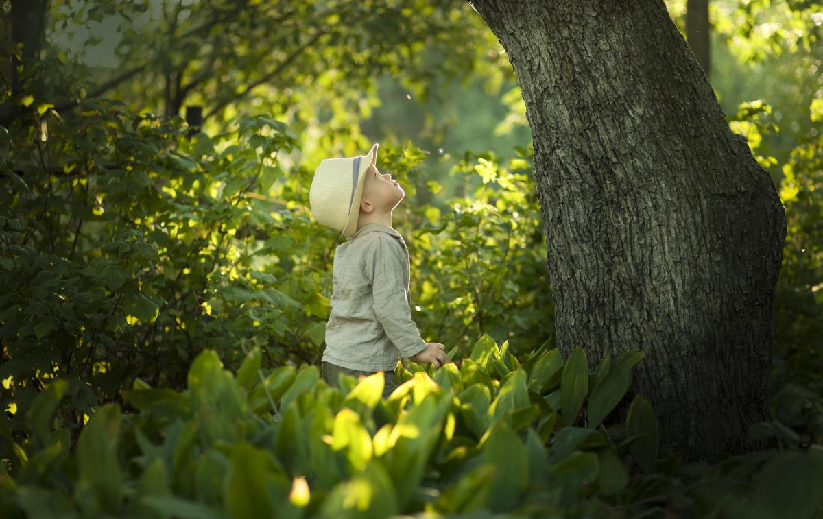 Tree Tour '22 Kids Edition at Lake Wilderness Arboretum | Seattle Area ...
