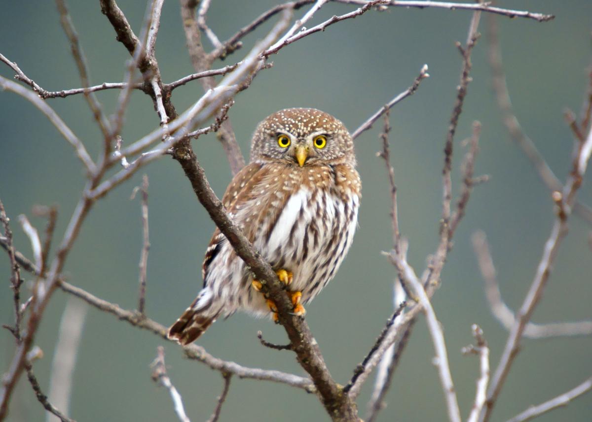 Give a Hoot: Owls in Washington at the Des Moines Library | Seattle ...