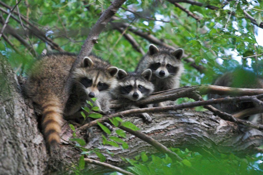 International Raccoon Appreciation Day | Seattle Area Family Fun ...