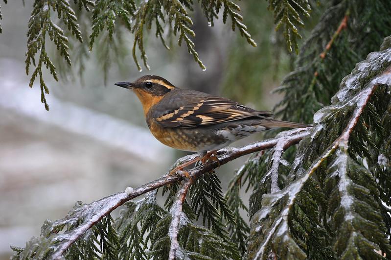 Ranger Walk | Seattle Area Family Fun Calendar | ParentMap