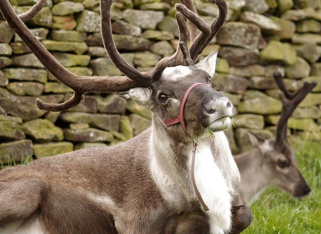 Live Reindeer & Santa Photos | Seattle Area Family Fun Calendar | ParentMap