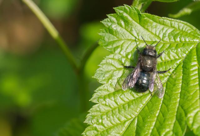 Learn About Native Mason Bees | Seattle Area Family Fun Calendar ...