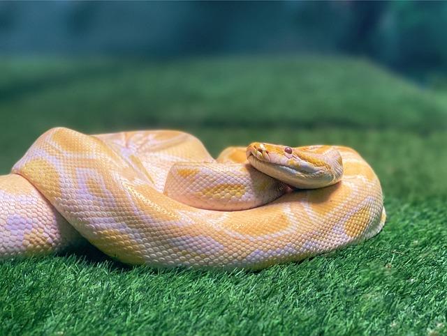 Pied Piper Presents: The Reptile Lady! | Seattle Area Family Fun ...