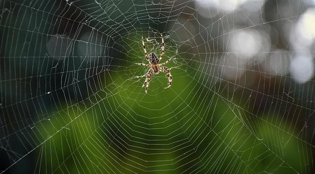 Secret Life of Spiders | Seattle Area Family Fun Calendar | ParentMap