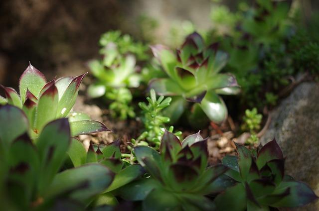 PNW Plants at the Carnation Library | Seattle Area Family Fun Calendar ...