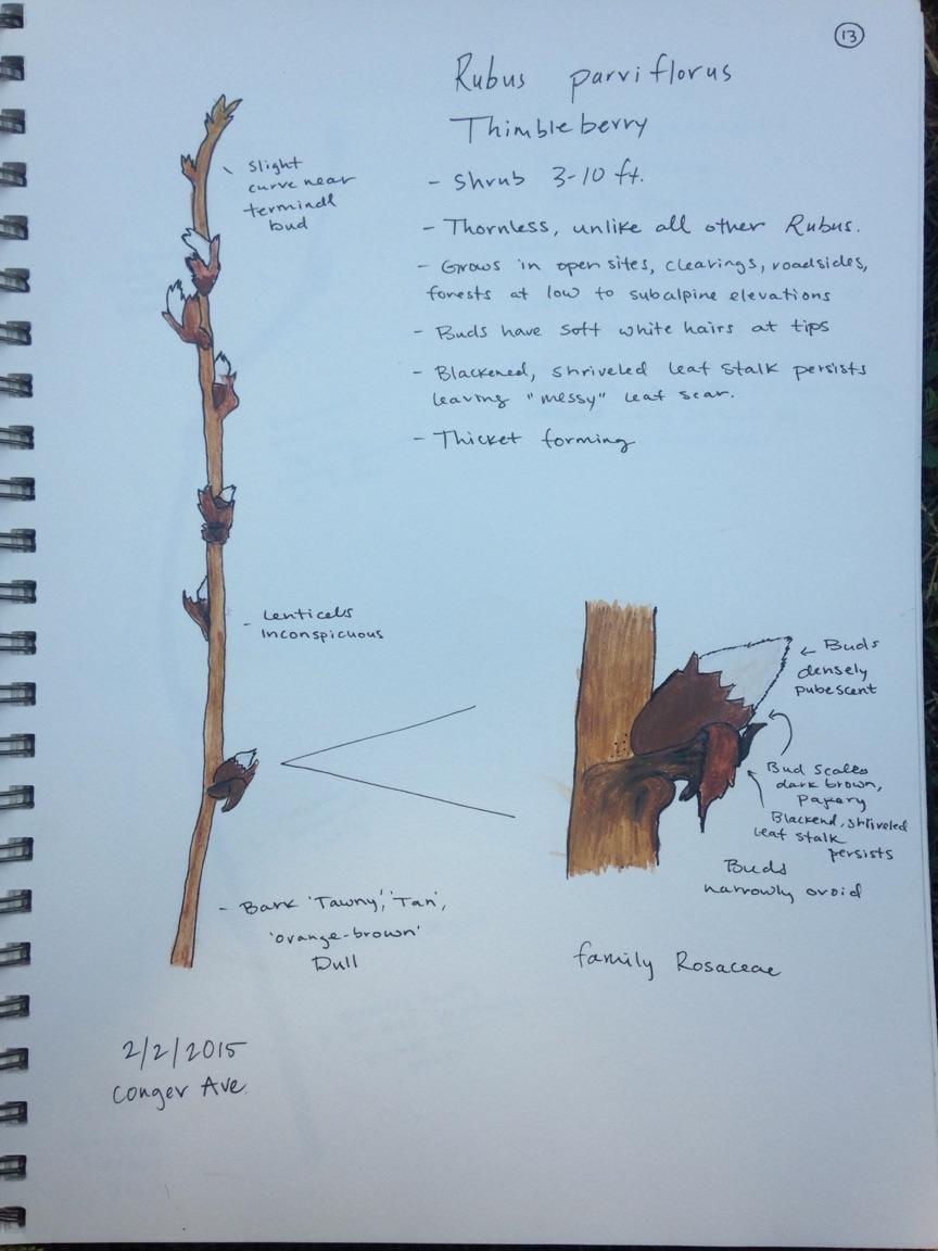 Guided Nature Walk: Nature Journaling | Seattle Area Family Fun ...