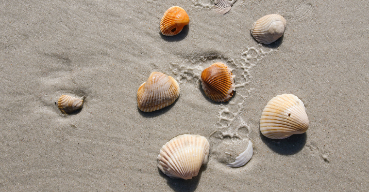 Tide Pools of the Pacific Northwest at the Algona-Pacific Library ...