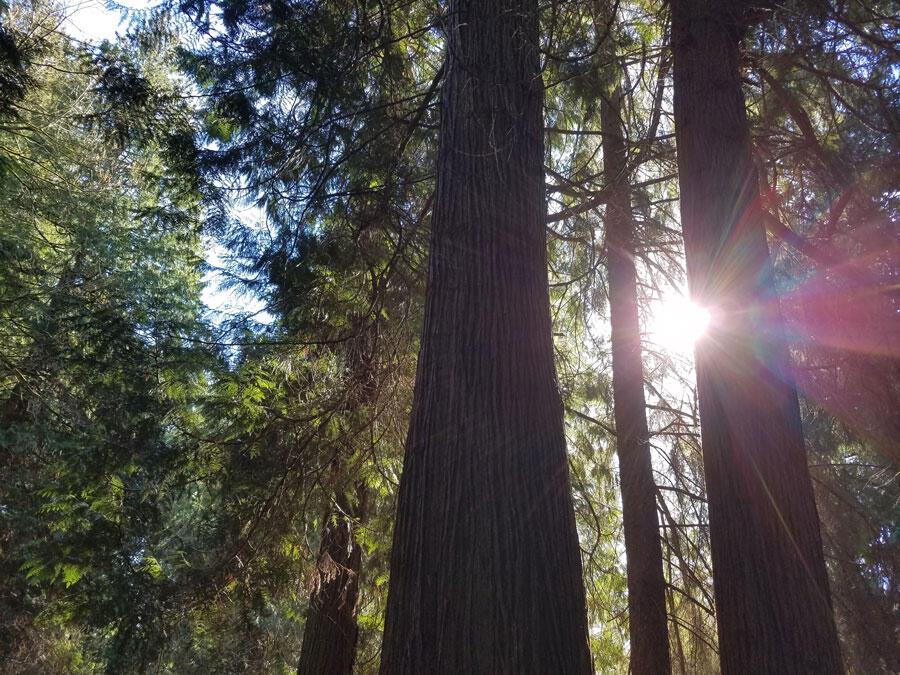 Guided Nature Walk: Seward Park's Trees | Seattle Area Family Fun ...