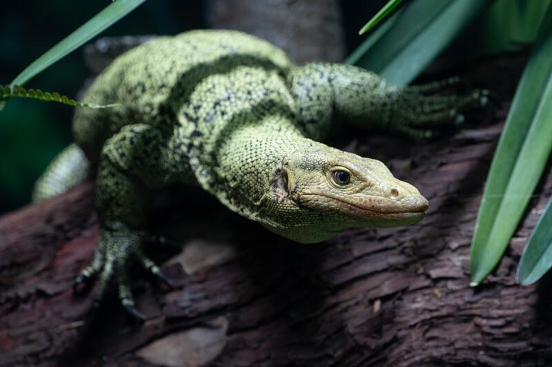 Discover the All-New Reptile Realm Exhibit at Woodland Park Zoo ...