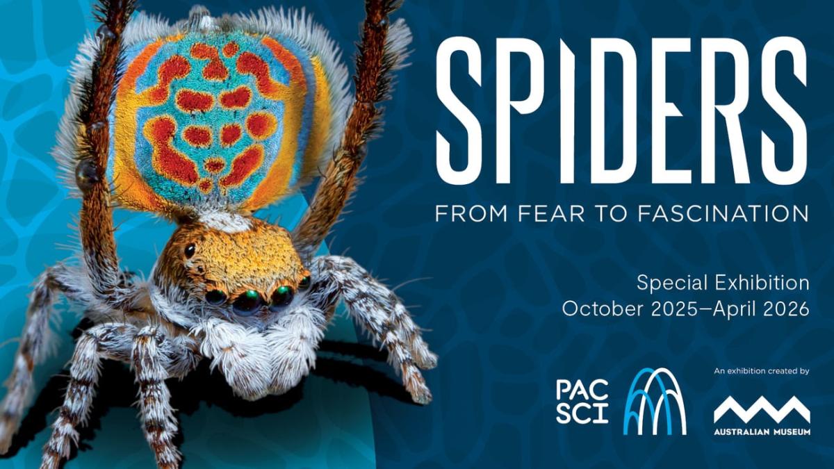 PacSci Reopening – ‘Spiders: From Fear to Fascination’ on Exhibit ...