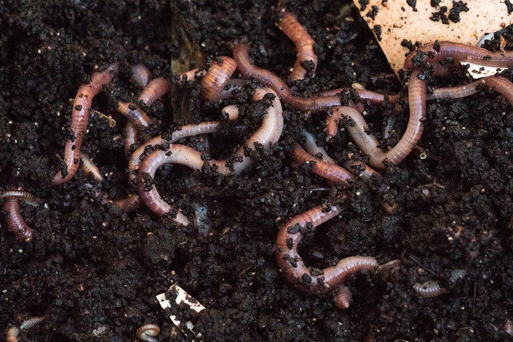 Worms at Work with Gardner Lisa Taylor at the Sammamish Library ...