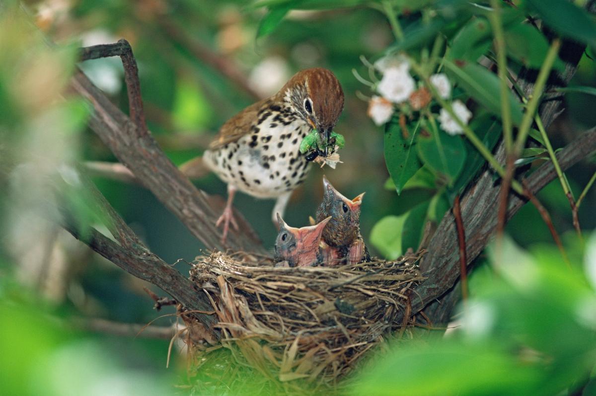 A Day in the Life of Mama Birds | Seattle Area Family Fun Calendar ...