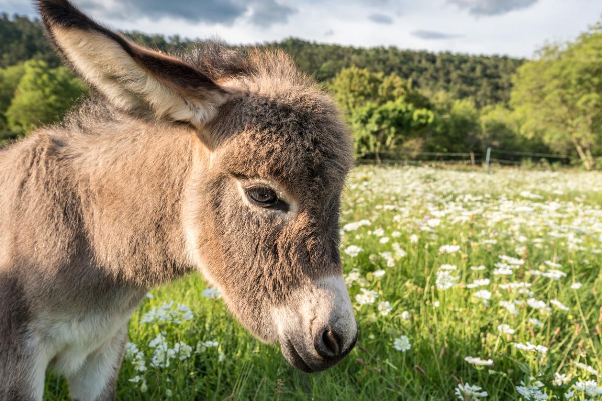 Best Seattle-Area Farms and Petting Zoos for Springtime Fun With Kids ...