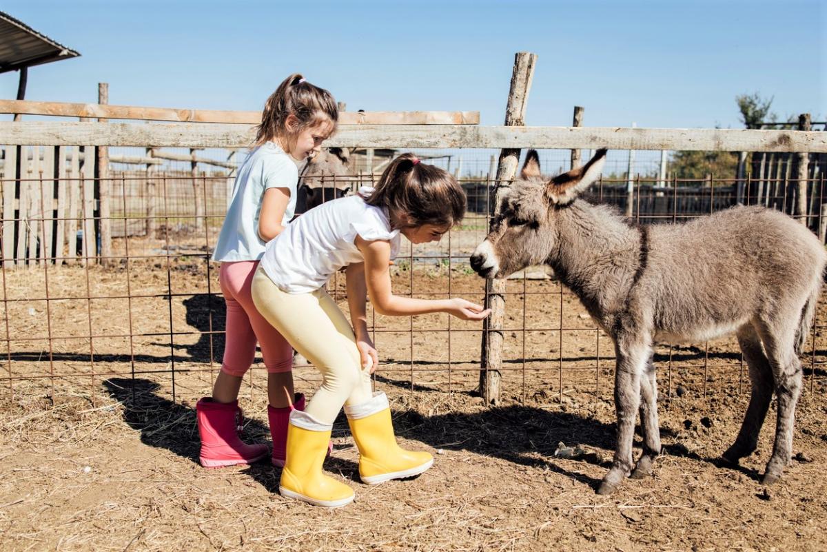 Best Seattle-Area Farms and Petting Zoos for Springtime Fun With Kids ...