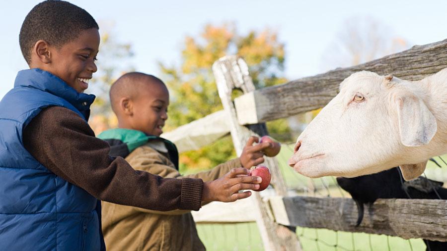 Best Seattle-Area Farms and Petting Zoos for Springtime Fun With Kids ...