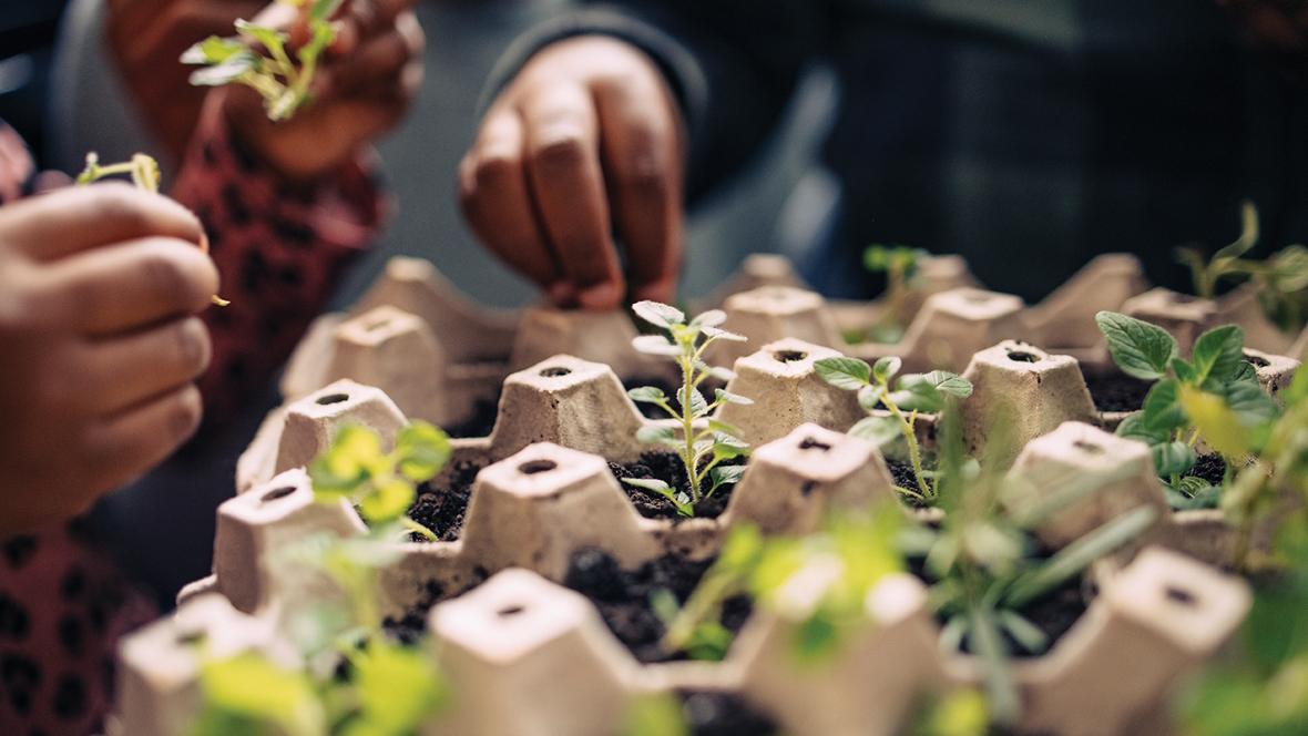 Starting Seeds Tips for Kids in the Pacific Northwest | ParentMap