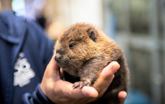 12 Secret Gardens Around Seattle for Kids and Families | ParentMap