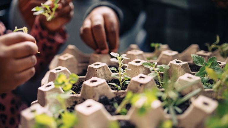 Starting Seeds Tips for Kids in the Pacific Northwest