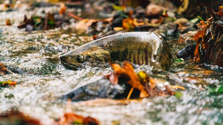 Where to See Salmon Run Around Seattle