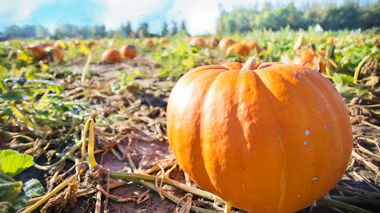 Best South Sound Pumpkin Patches