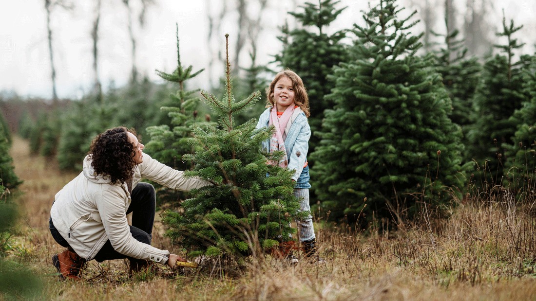 Seattle-Area U-Cut Christmas Tree Farms 2025