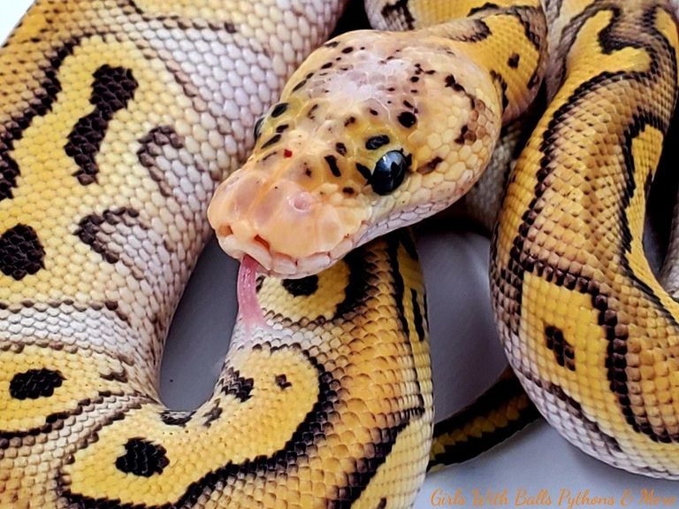 PNW Reptile and Exotic Animal Show