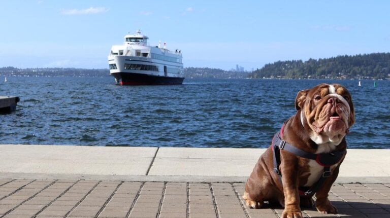 Three Little Pitties Dog Adoption at dock & drink | Seattle Family Calendar
